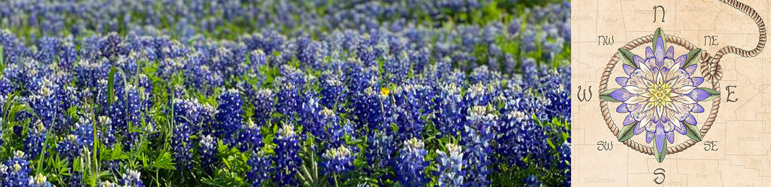 Texas Bluebonnet: Symbolism, Seasons, and Surprising Remedies! – Royale ...